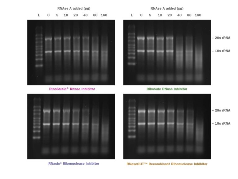 RiboShield® RNase Inhibitor | ベルトールドジャパン株式会社